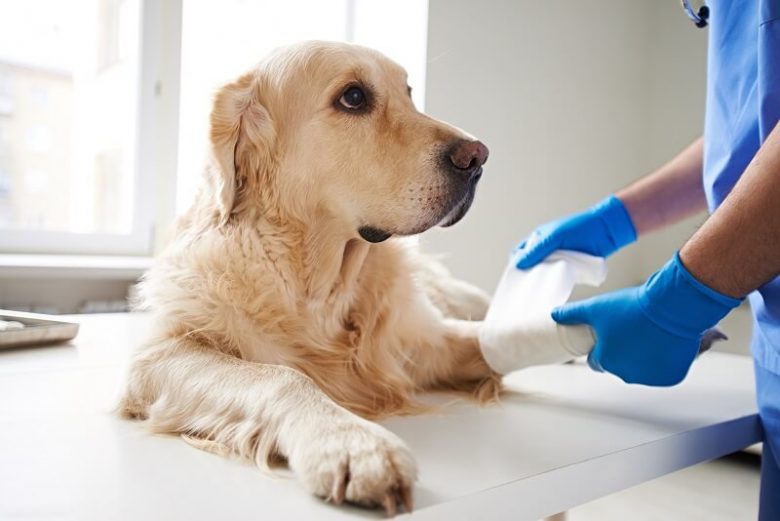 How to Treat a Dog's Wound? - The Dogman