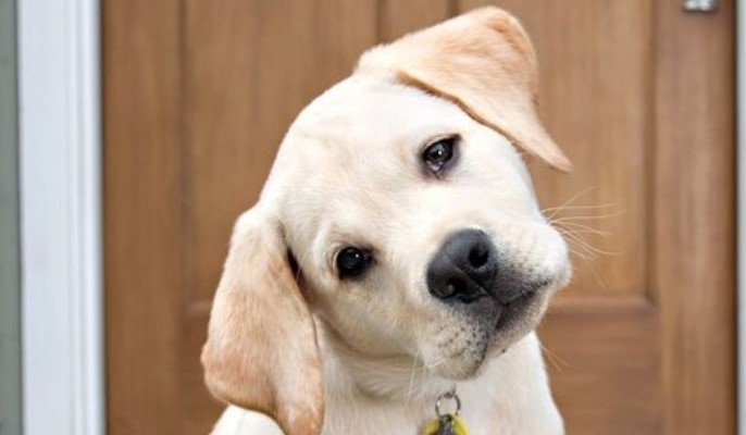 14 Signs You Are A Crazy Labrador Person - The Dogman