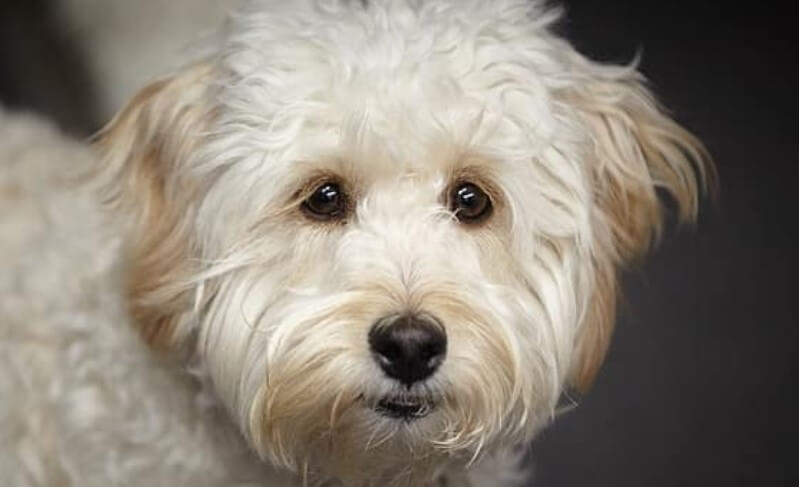 14 Pictures Only Labradoodle Owners Will Think Are Funny - The Dogman