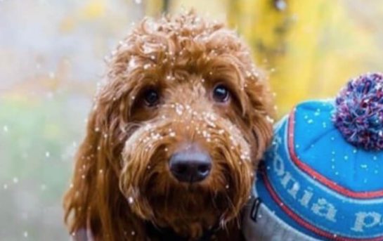 15 Cool Facts About Rhodesian Ridgebacks - The Dogman