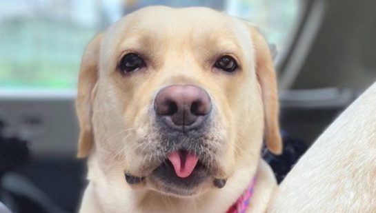 16 Best Labrador Memes to Raise Your Mood - The Dogman