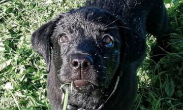 16 Best Labrador Retriever Memes so You Don't Be Sad - The Dogman