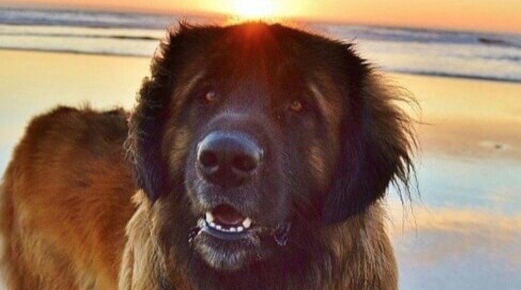 14 Signs You Are A Crazy Leonberger Person - The Dogman