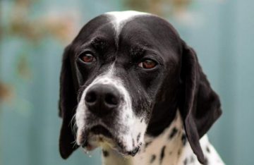 15 Cool Facts About Pointers - The Dogman