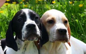 15 Amazing Facts About English Pointers You Probably Never Knew - The ...