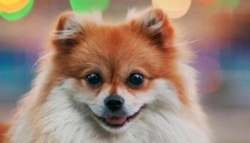 16 Best Pomeranian Memes So You Don't Be Sad - The Dogman