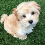20 Cute Poodle Mixes That'll Melt Your Heart - The Dogman