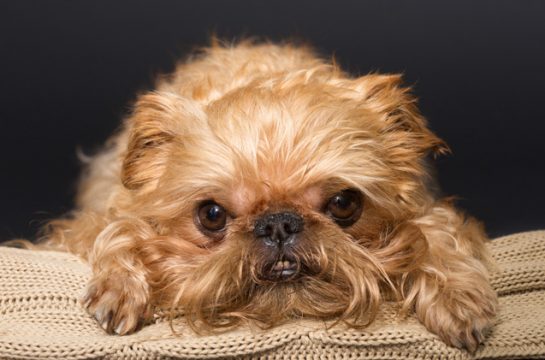 20 Pug Mixes: All Different Kinds of Pug Perfection! - The Dogman