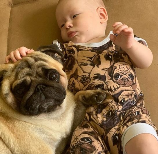 15 Realities That New Pug Owners Must Accept - The Dogman