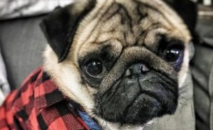 These 15 Mestizo Pugs Are So Cute! - The Dogman