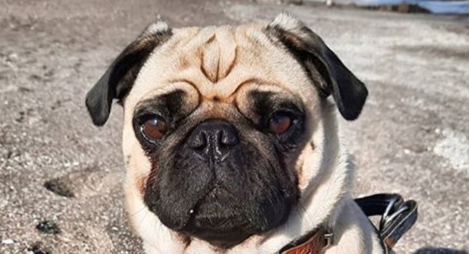 14 Signs You Are A Crazy Pug Person - The Dogman