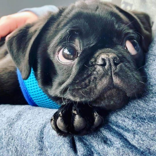 13 Reasons Why Your Pug Is Staring At You Right Now - Page 4 of 5 - The ...
