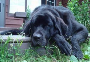 20 St. Bernard Mixed Breed Dogs: Big Doggies With Big Hearts! - The Dogman