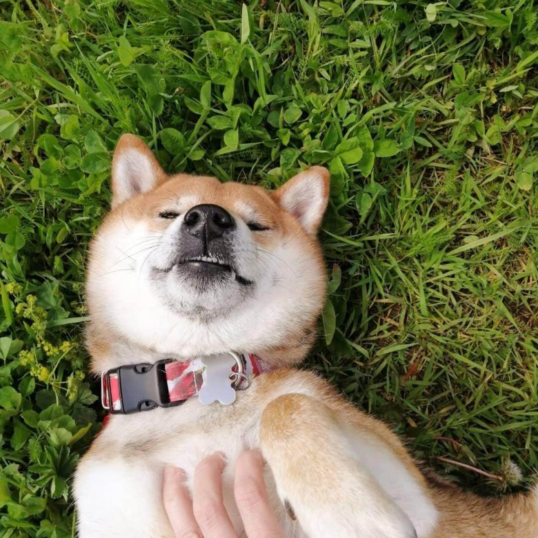 12 Reasons Why Your Shiba Inu Is Staring At You Right Now - The Dogman