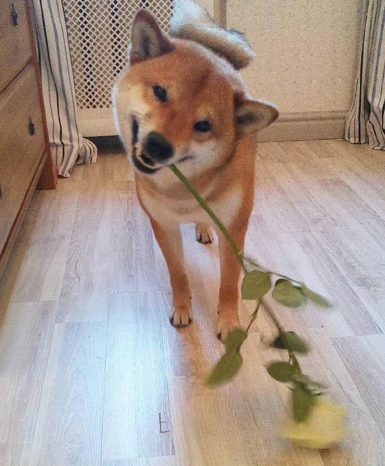 12 Reasons Why Your Shiba Inu Is Staring At You Right Now - The Dogman