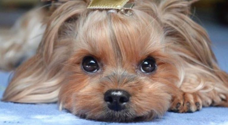 72+ Service Dog Names - The Dogman