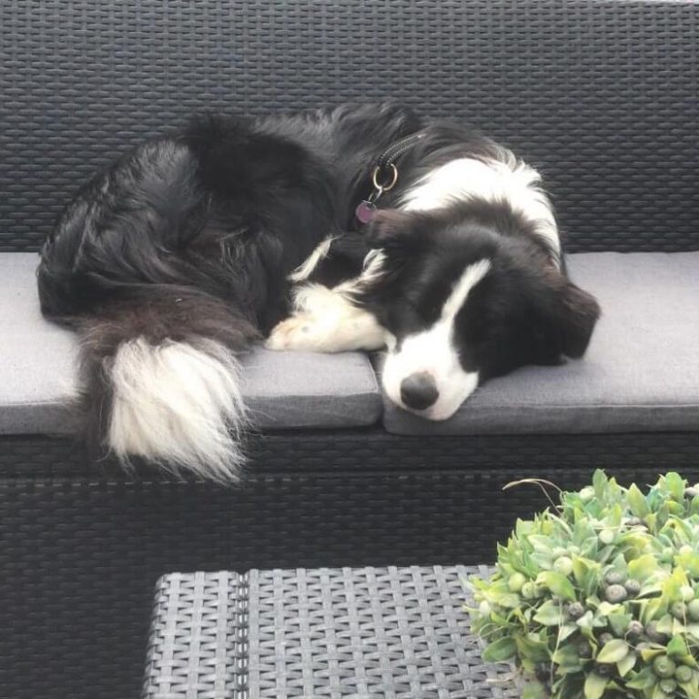 15 Border Collies' Most Fantastic and Awkward Sleeping Positions - The ...