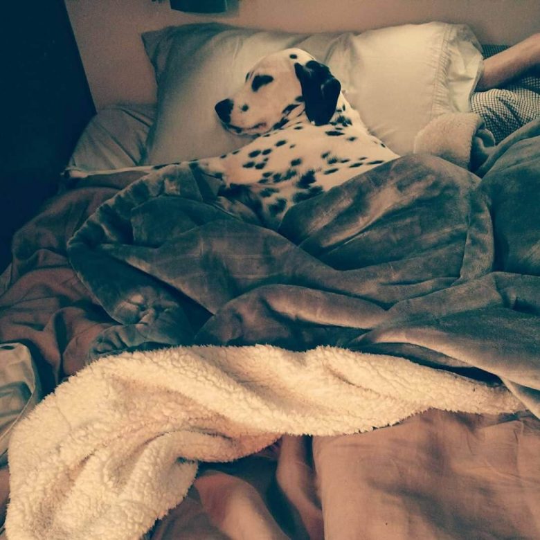 14 Dalmatians' Most Fantastic and Awkward Sleeping Positions - The Dogman