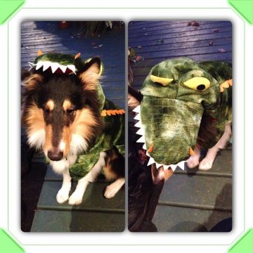 14 Funny Ideas For Collie and Border Collie Halloween Outfits - The Dogman
