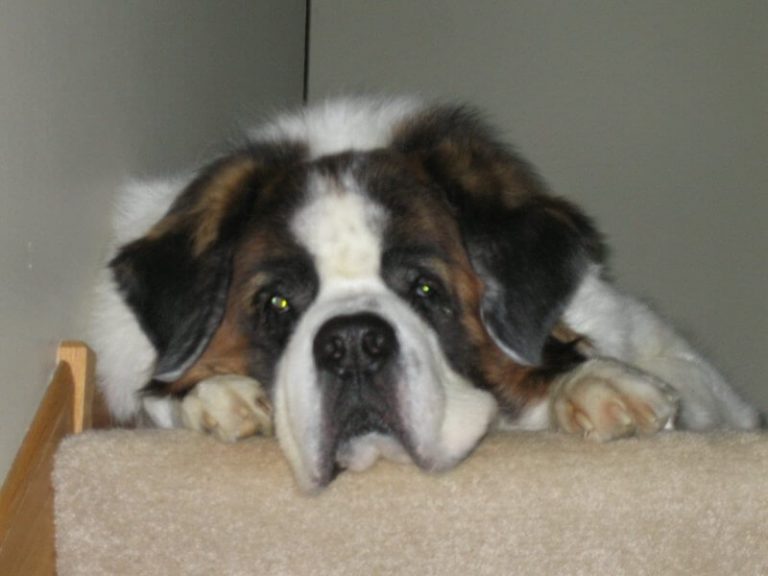 The 220+ Best St. Bernard Dog Names of 2020 - The Dogman