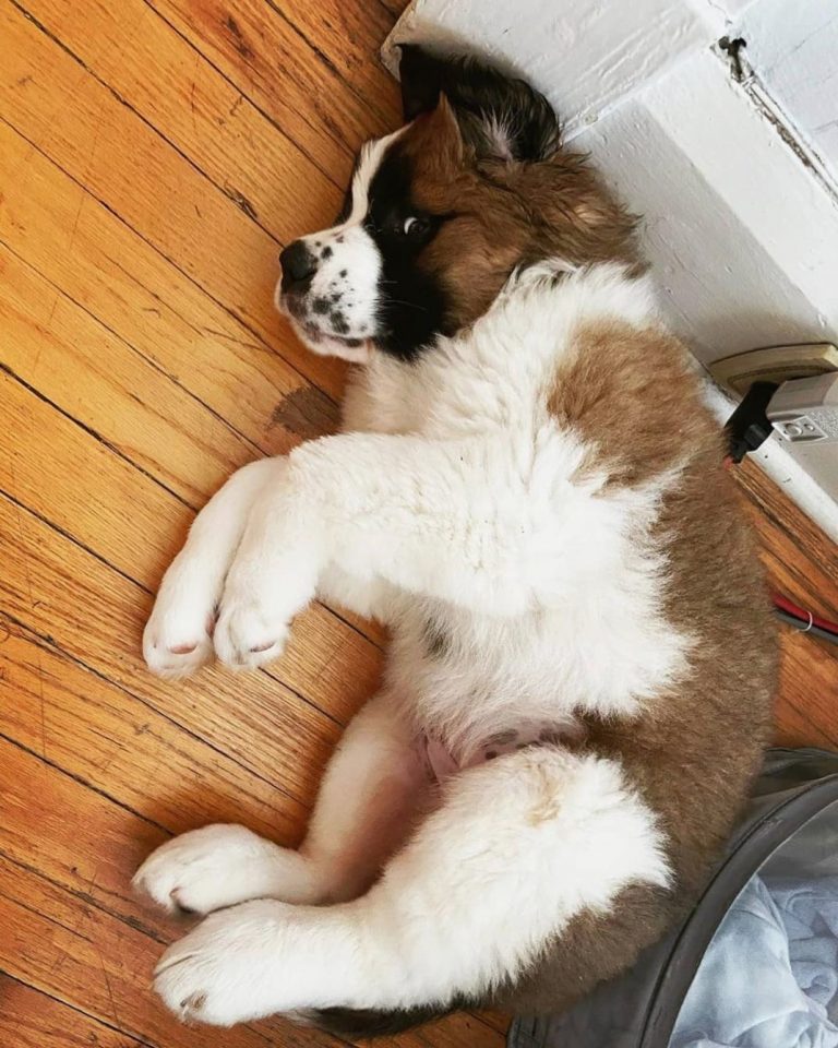 14 Signs You are a Crazy St Bernard Person - The Dogman