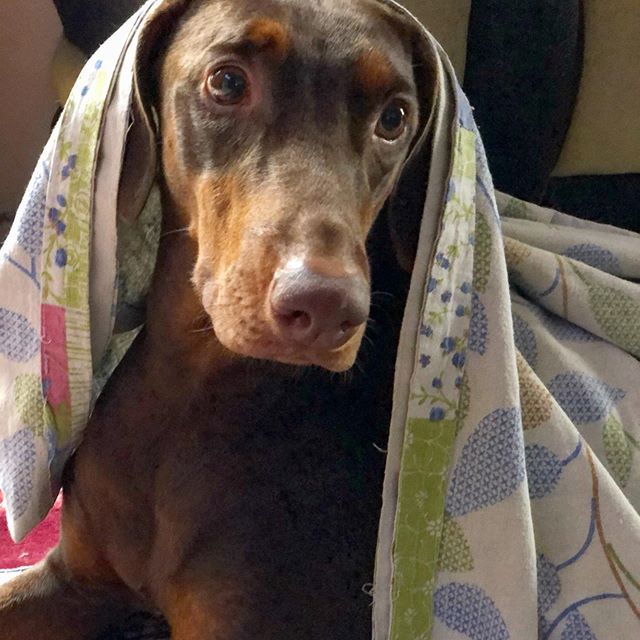 14 Signs You’re A Crazy Doberman Pinscher Person! - Page 5 of 5 - The ...