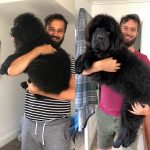 14 Signs You Are A Crazy Newfoundland Person - The Dogman