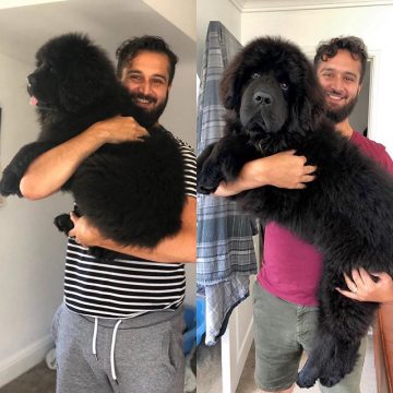 14 Signs You Are A Crazy Newfoundland Person - The Dogman