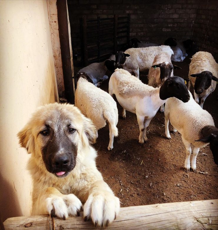 14 Signs You Are A Crazy Anatolian Shepherd Person - The Dogman