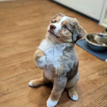 14 Signs You Are A Crazy Australian Shepherd Person - The Dogman