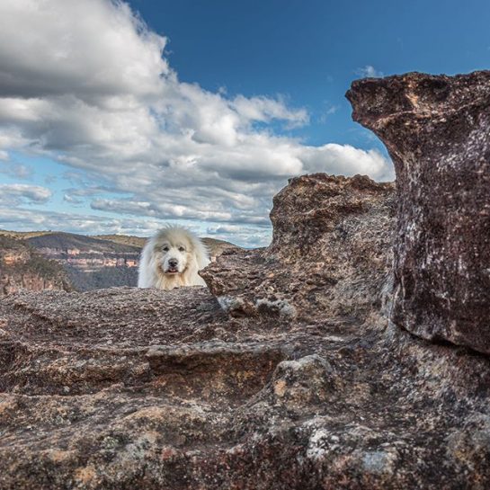 14 Things That Make Your Great Pyrenees Happy - The Dogman