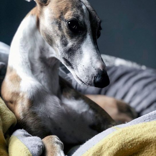 14 Things That Make Your Whippet Happy - Page 5 of 5 - The Dogman