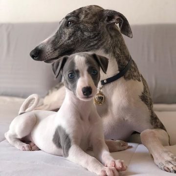 14 Things That Make Your Whippet Happy - The Dogman