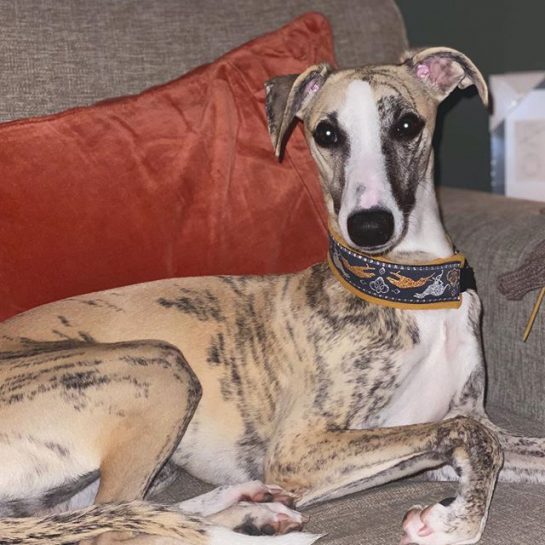 14 Things That Make Your Whippet Happy - The Dogman