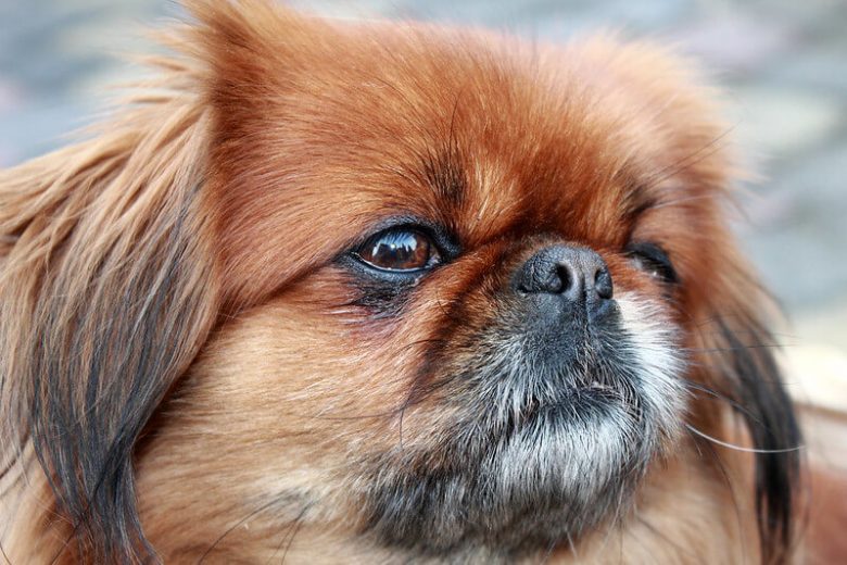 The 100+ Most Popular Pekingese Dog Names of 2020 - The Dogman