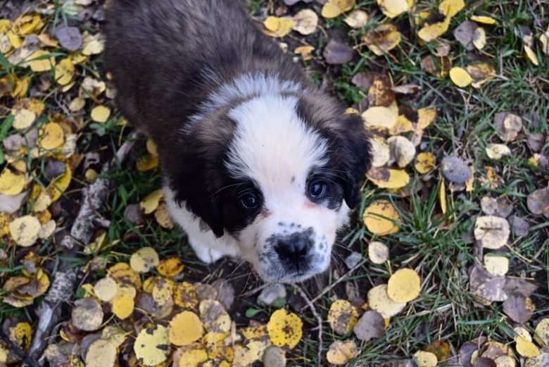 The 220+ Best St. Bernard Dog Names of 2020 - The Dogman