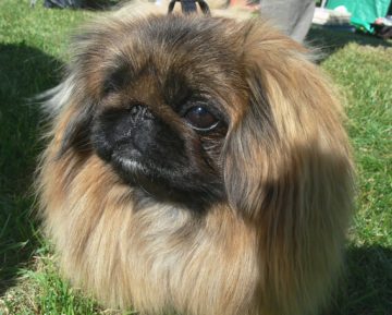The 100+ Most Popular Pekingese Dog Names of 2020 - The Dogman