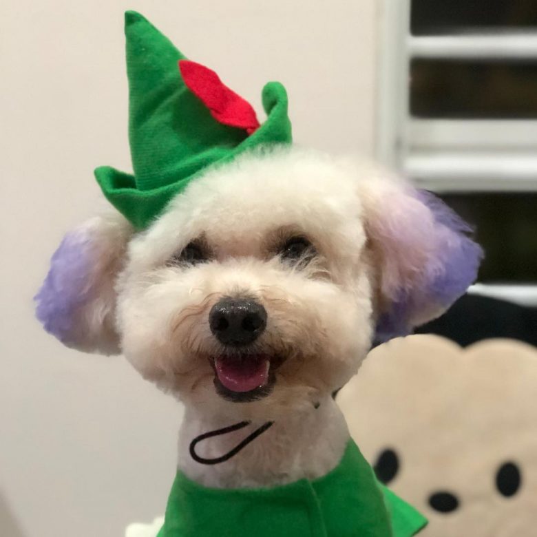 14 Halloween Outfits For Your Poodle - The Dogman