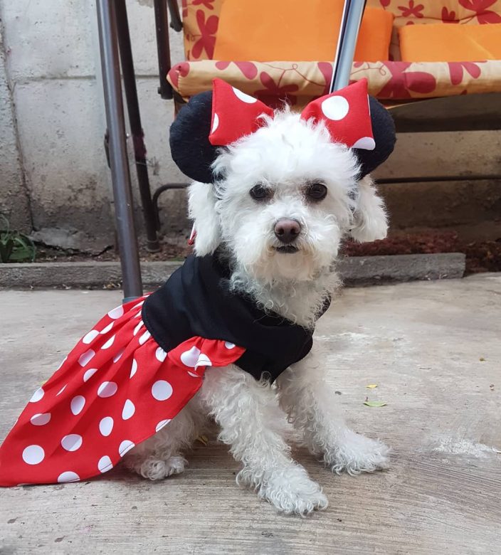 14 Halloween Outfits For Your Poodle - The Dogman