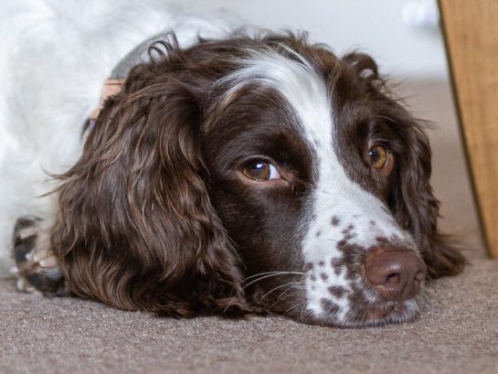 200+ Most Popular Springer Spaniel Names Of 2020 - The Dogman