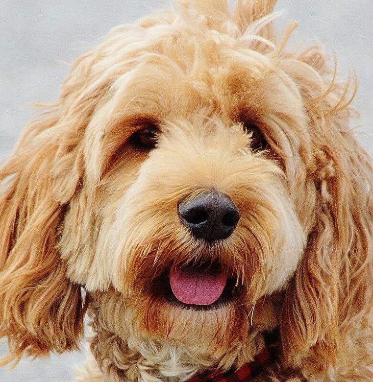 120+ Most Popular Labradoodle Dog Names Of 2020 - The Dogman