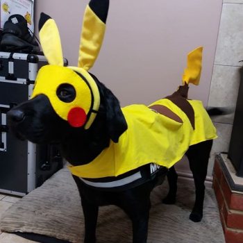 14 Amazing Labrador Halloween Costumes for 2020 - The Dogman