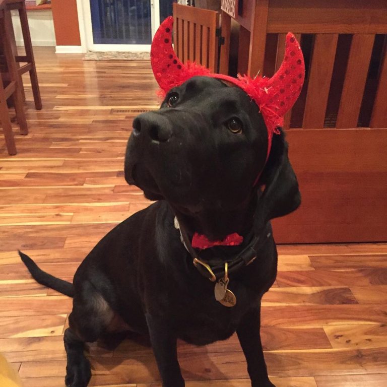 14 Amazing Labrador Halloween Costumes for 2020 - The Dogman