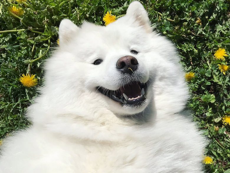 15 Amazing Facts About Samoyeds You Probably Never Knew - Page 4 of 5 ...