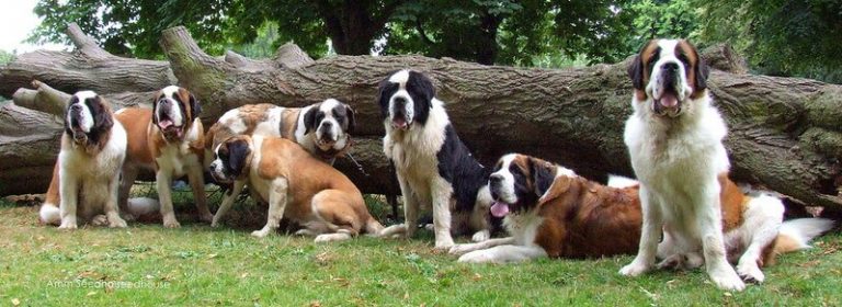 The 220+ Best St. Bernard Dog Names of 2020 - The Dogman