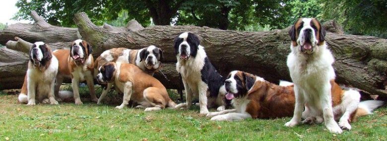 The 220+ Best St. Bernard Dog Names of 2020 - The Dogman