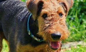 15 Pictures Only Airedale Terrier Owners Will Think Are Funny - The Dogman