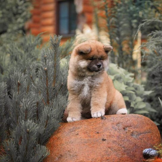 15 Amazing Facts About the Akita Inu You Probably Never Knew - The Dogman