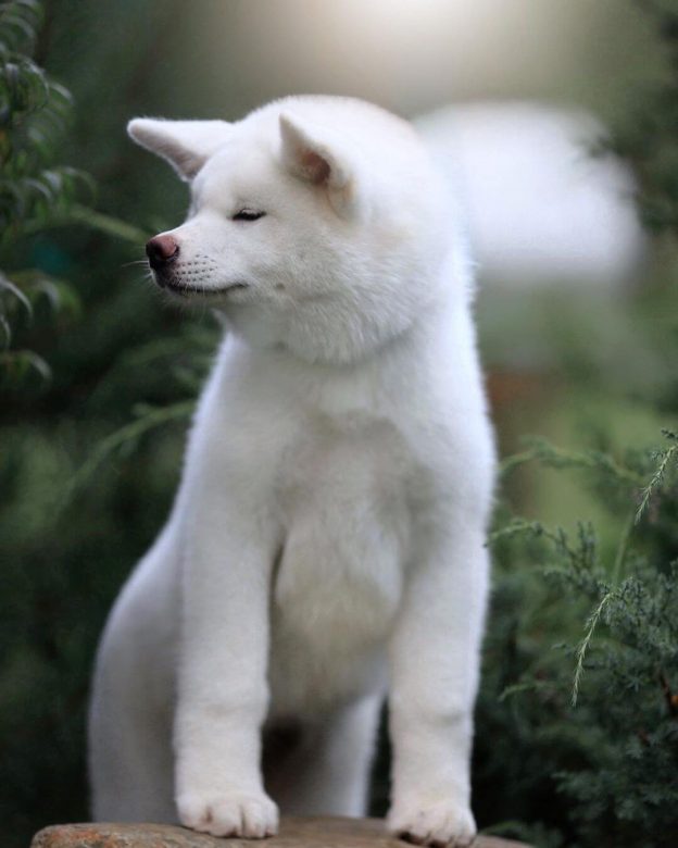 15 Amazing Facts About the Akita Inu You Probably Never Knew - The Dogman