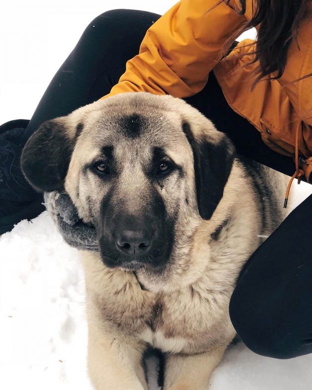 15 Amazing Facts About Anatolian Shepherd Dogs You Probably Never Knew ...